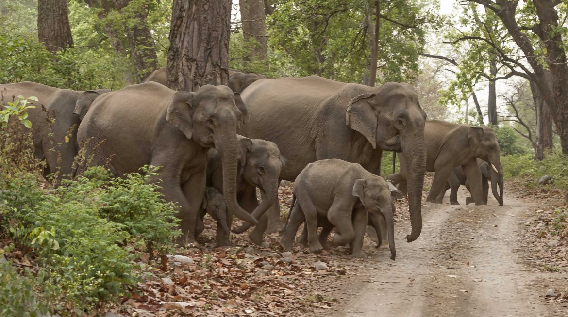 Wild India | Elysea Holidays